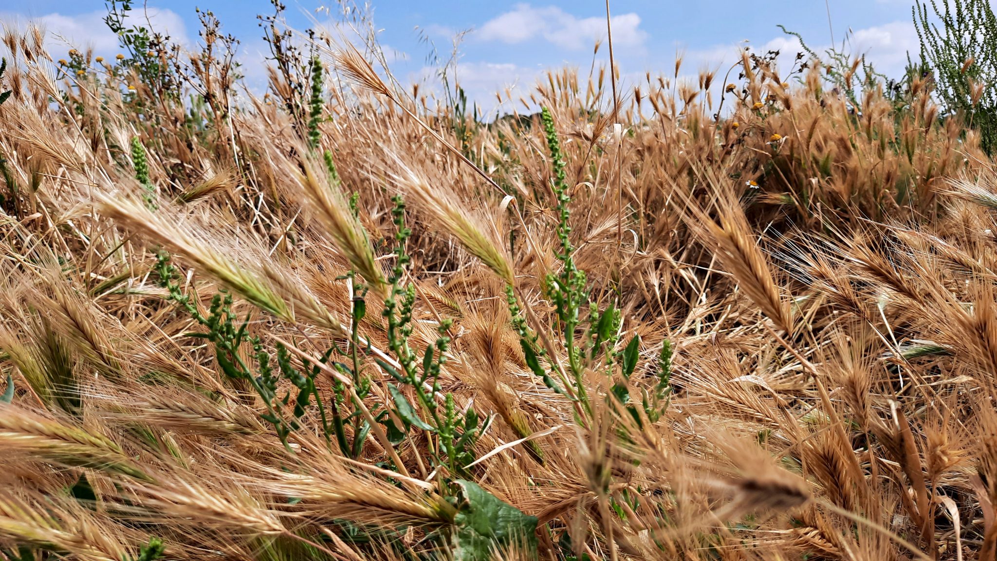 Las espigas, un peligro para tu perro durante el verano - Clínica ...